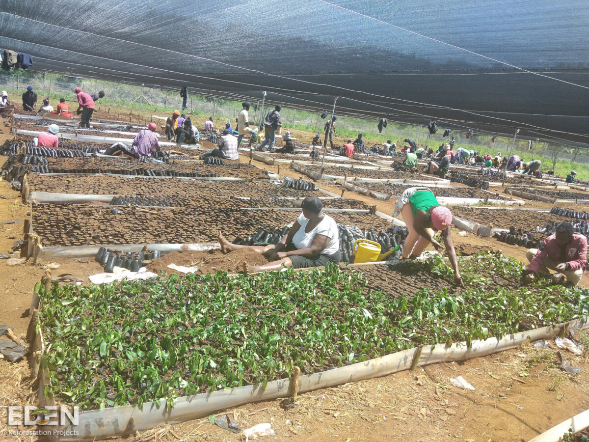 Baumpflanzprojekt mit Eden Reforestation - NussFee.ch